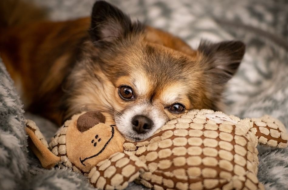 ️ Chihuahua Cabeza de Venado café ????【 Características