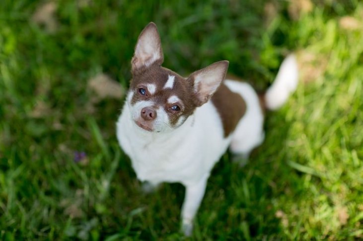 ️ Chihuahua Cabeza de Venado café 🏅【 Características