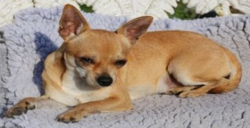 вђўрџґ вђў Chihuahua Cabeza De Venado пёџгђђ Especialista En Chihuahuas